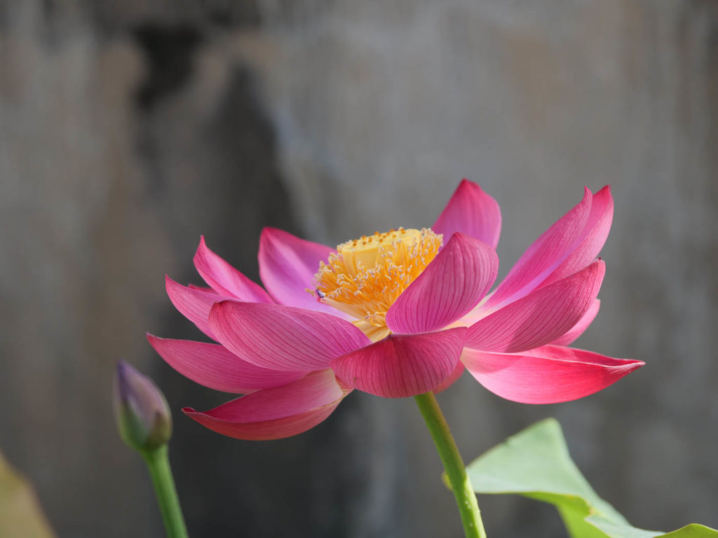 Comment réussir ses photos de fleurs ? - Blog Photo Lumix