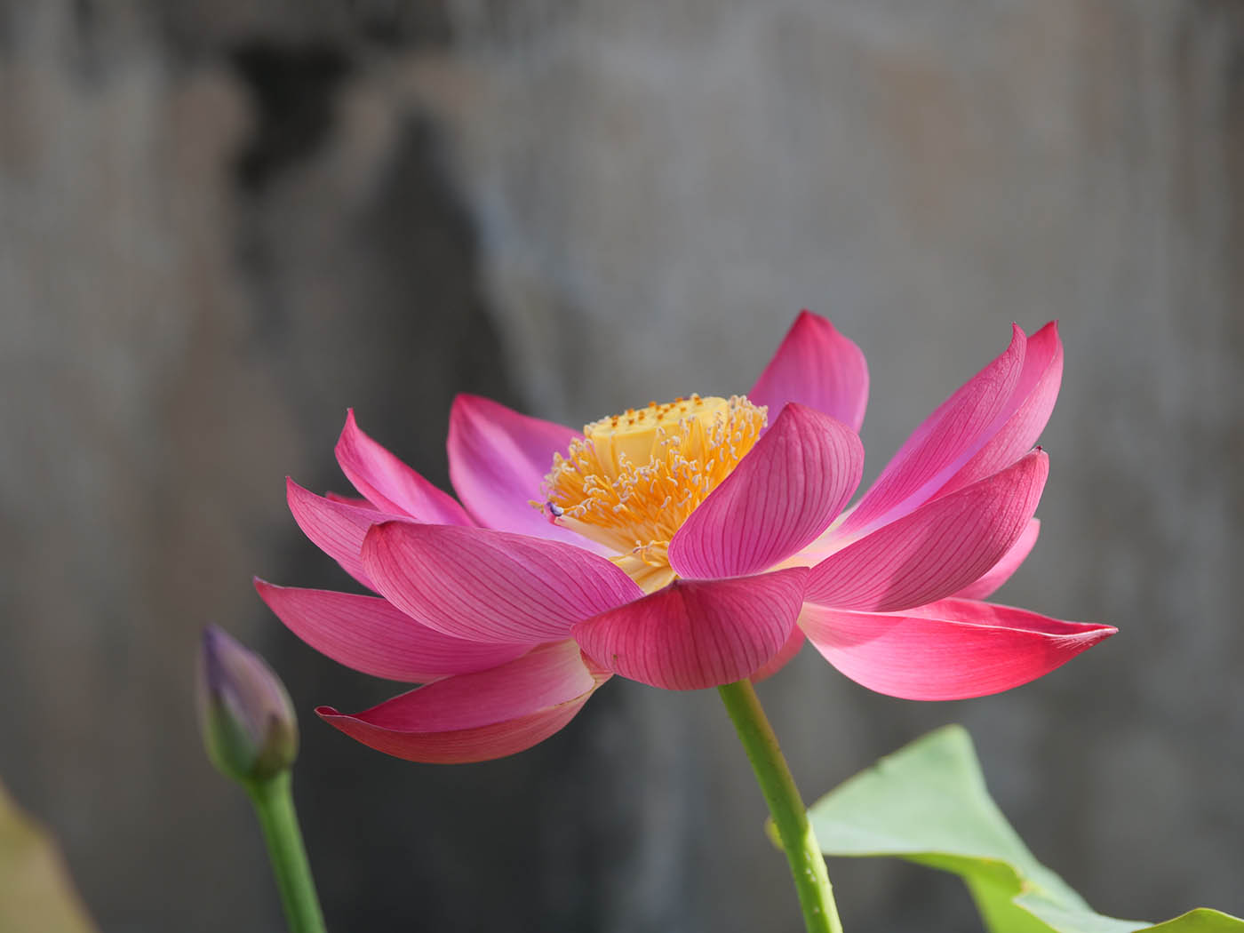 Comment réussir ses photos de fleurs ? - Blog Photo Lumix