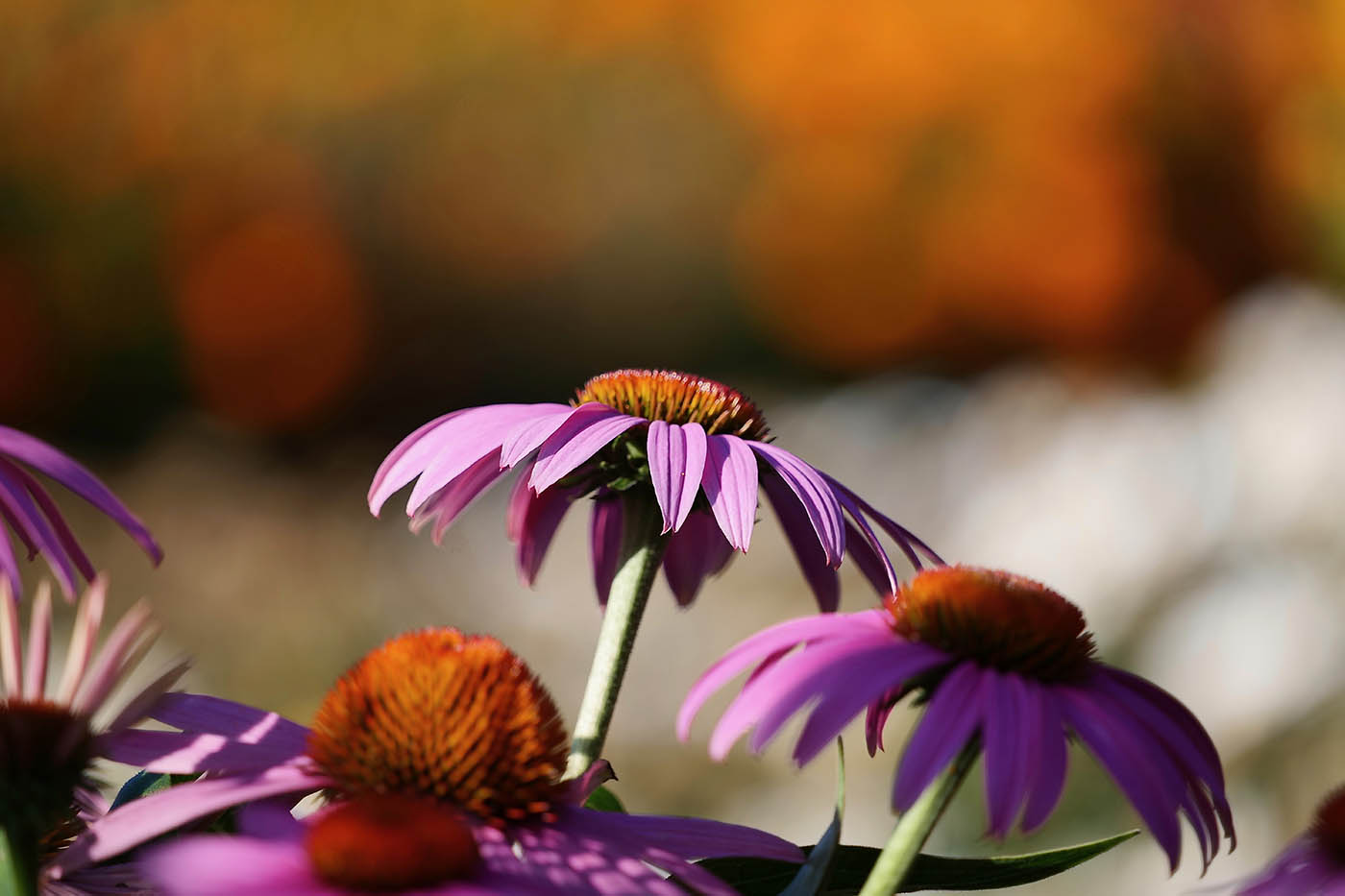 Comment réussir ses photos de fleurs ? - Blog Photo Lumix