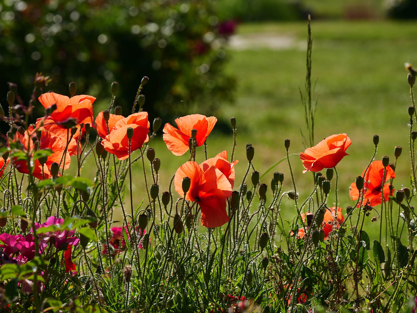 Comment réussir ses photos de fleurs ? - Blog Photo Lumix