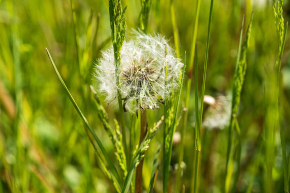 Comment réussir ses photos de fleurs ? - Blog Photo Lumix