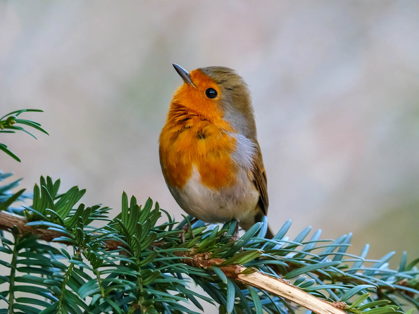 OM System 150-600mm f5-6.3 : le téléobjectif le plus puissant ! - Blog ...