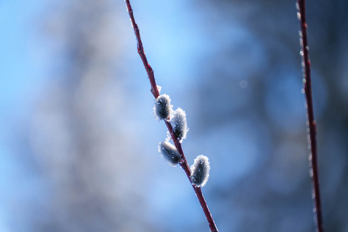 Sigma 16-300mm f3.5-6.7 DC : le meilleur zoom pour débuter ! - Blog ...